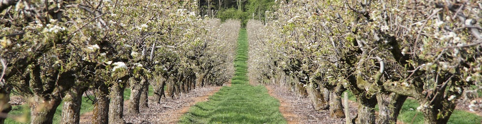 Robert Mitchell Farms - Home